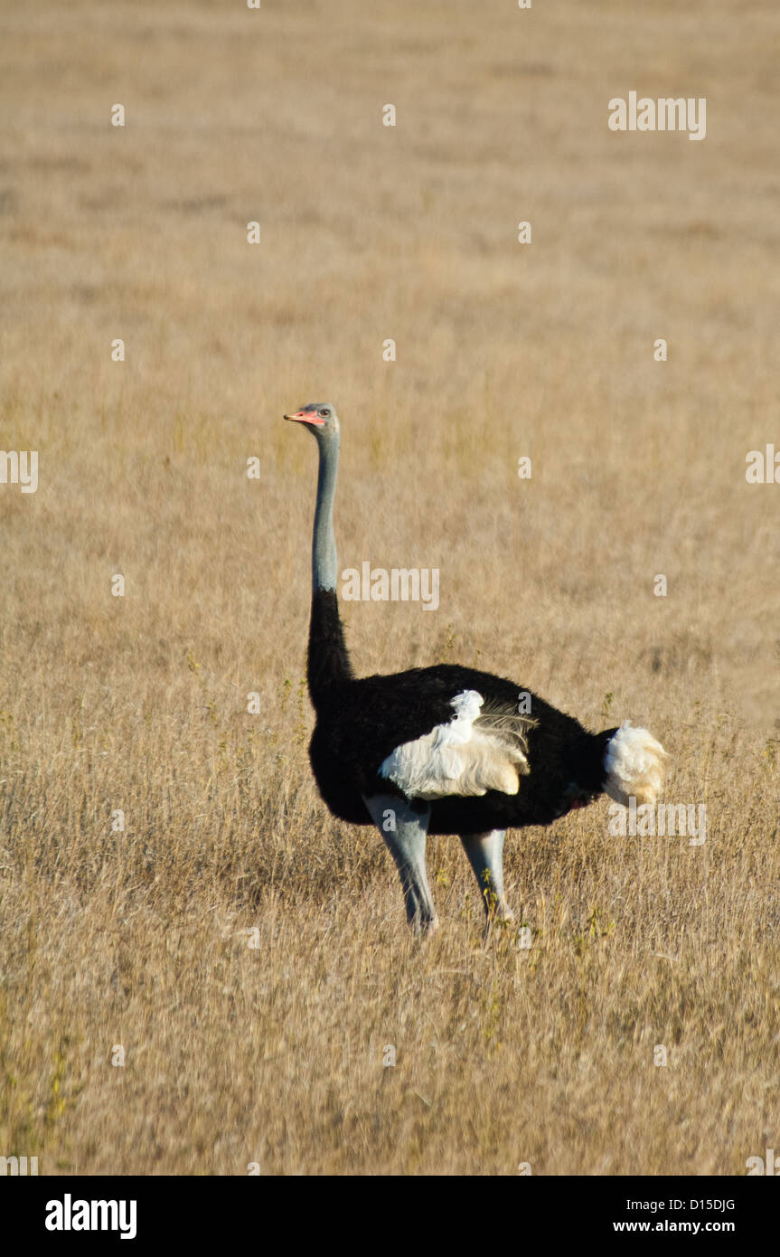 Male Ostrich (Struthio camelus) at Lewa Downs Kenya Africa Stock Photo ...