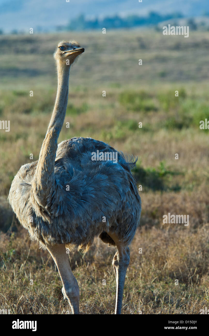 Female Ostrich (Struthio camelus) at Lewa Downs Kenya Africa Stock ...