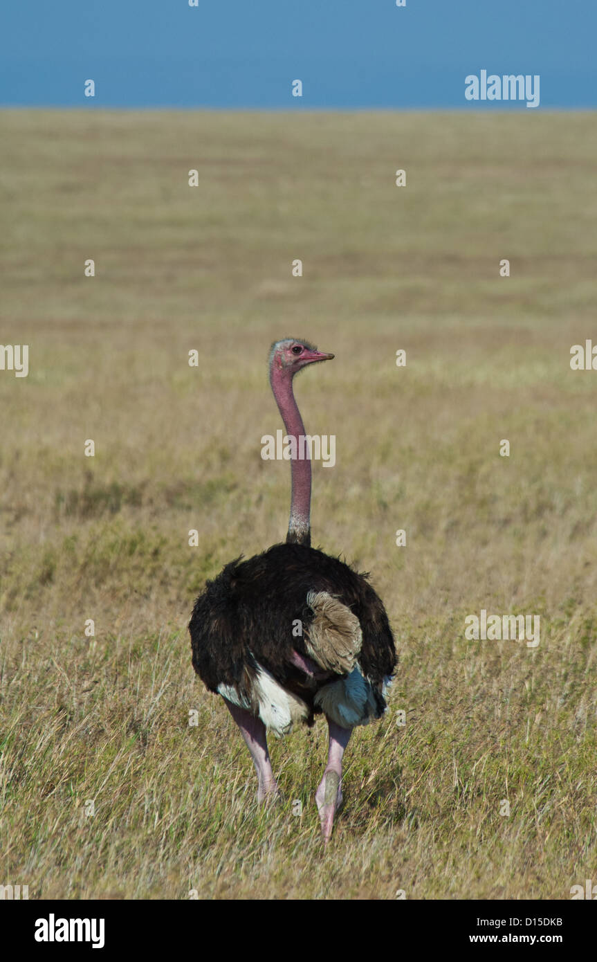 Male Ostrich (Struthio camelus) at Lewa Downs Kenya Africa Stock Photo ...