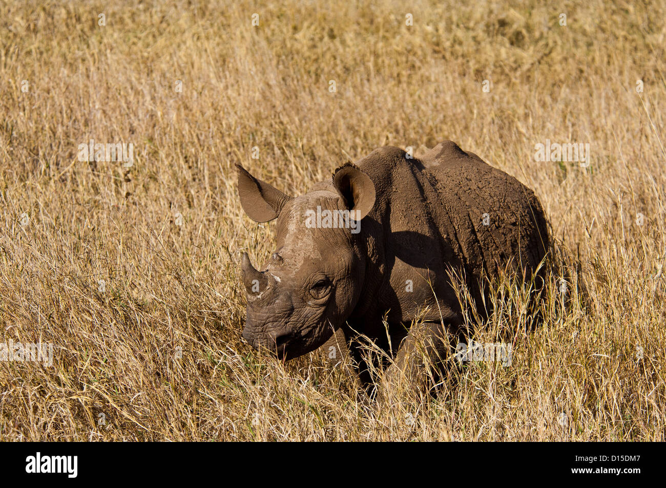 Black rhinocerous rhino kenya hi-res stock photography and images - Alamy