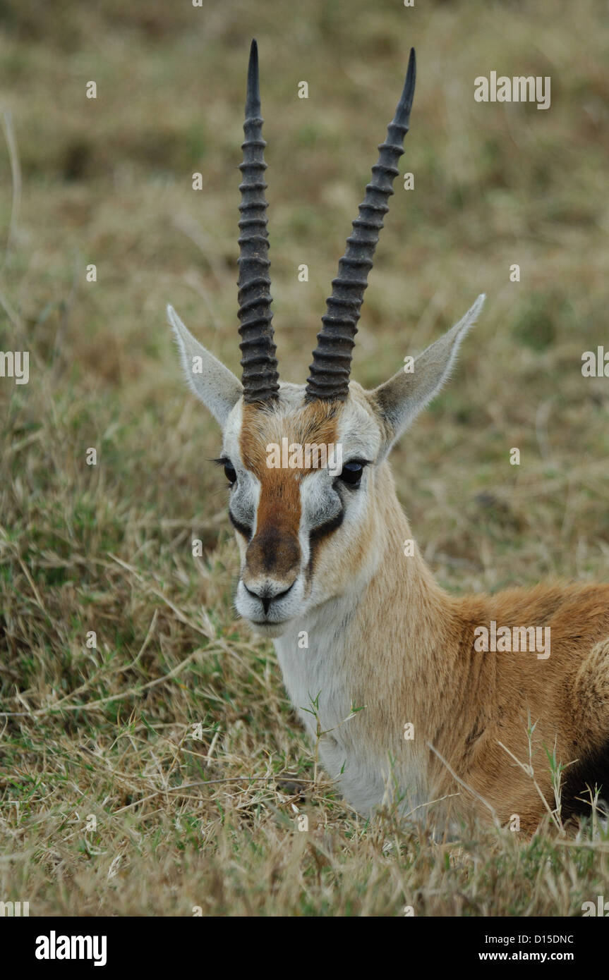 Thomson's gazelle (Eudorcas thomsonii) in Serengeti National Park Kenya ...