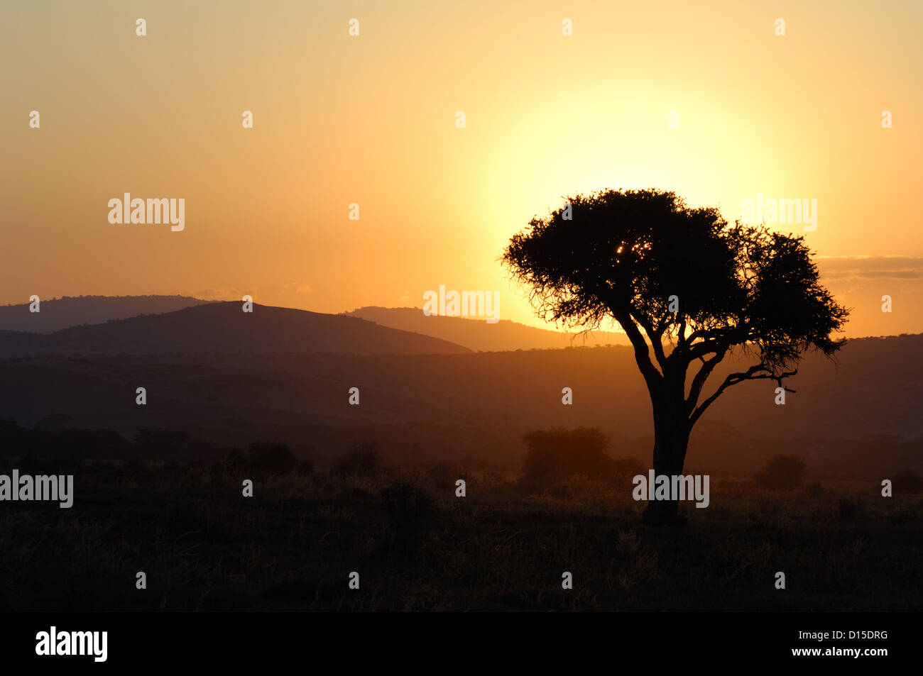 African sunset tree hi-res stock photography and images - Alamy