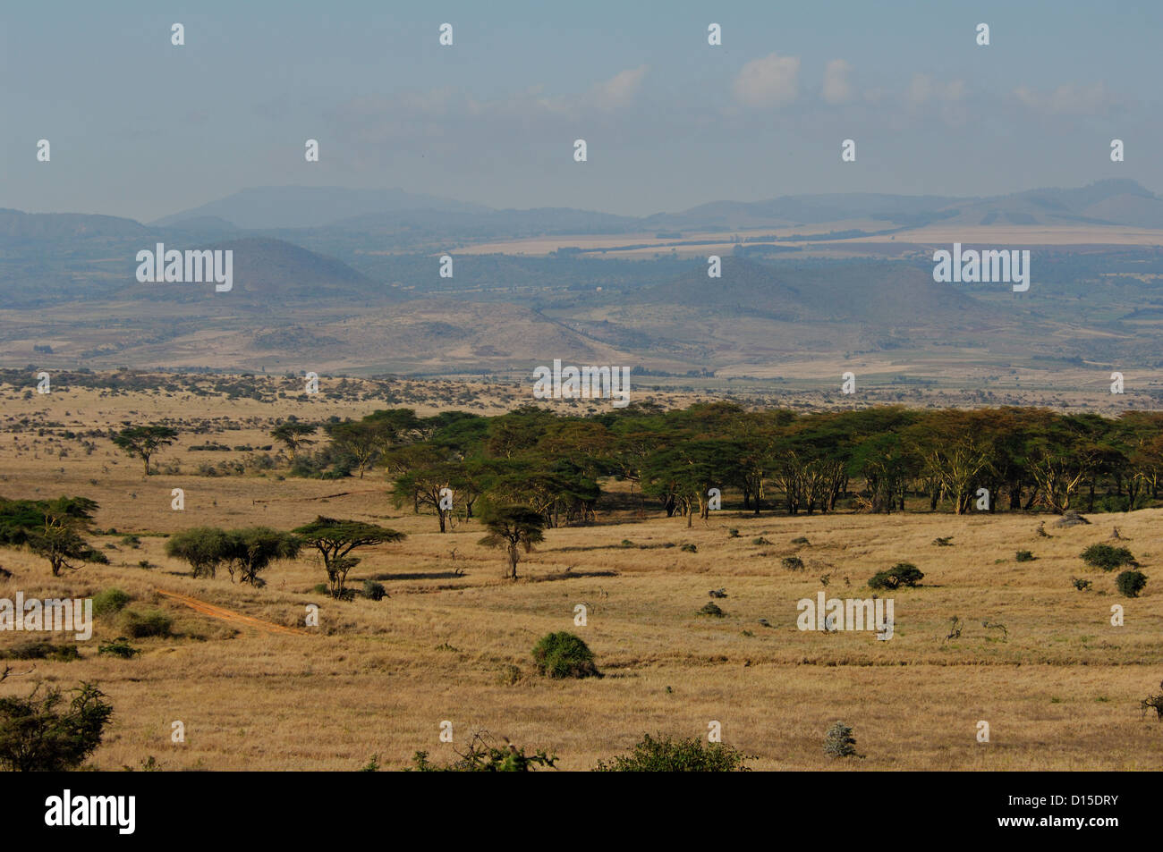 African plains and savanna at Lewa Downs Kenya Africa Stock Photo - Alamy