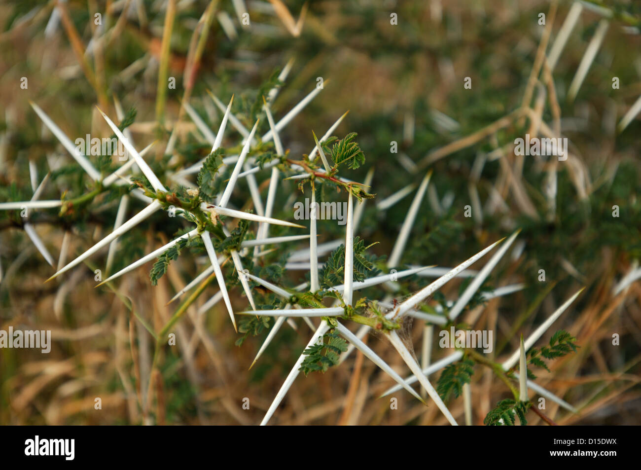Acacia thorns hi-res stock photography and images - Alamy