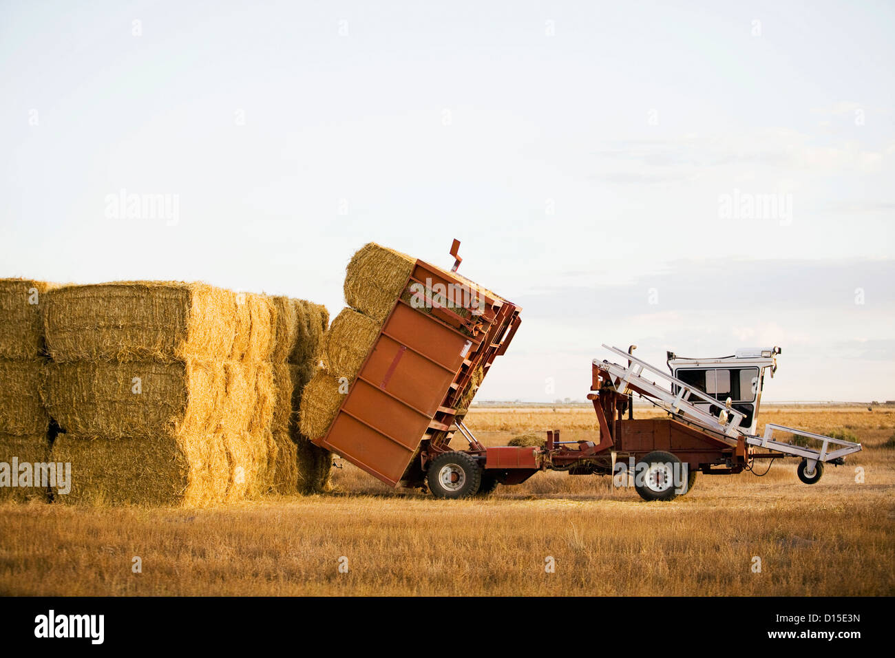 USA, Colorado, Tractor piling hay bales Stock Photo - Alamy