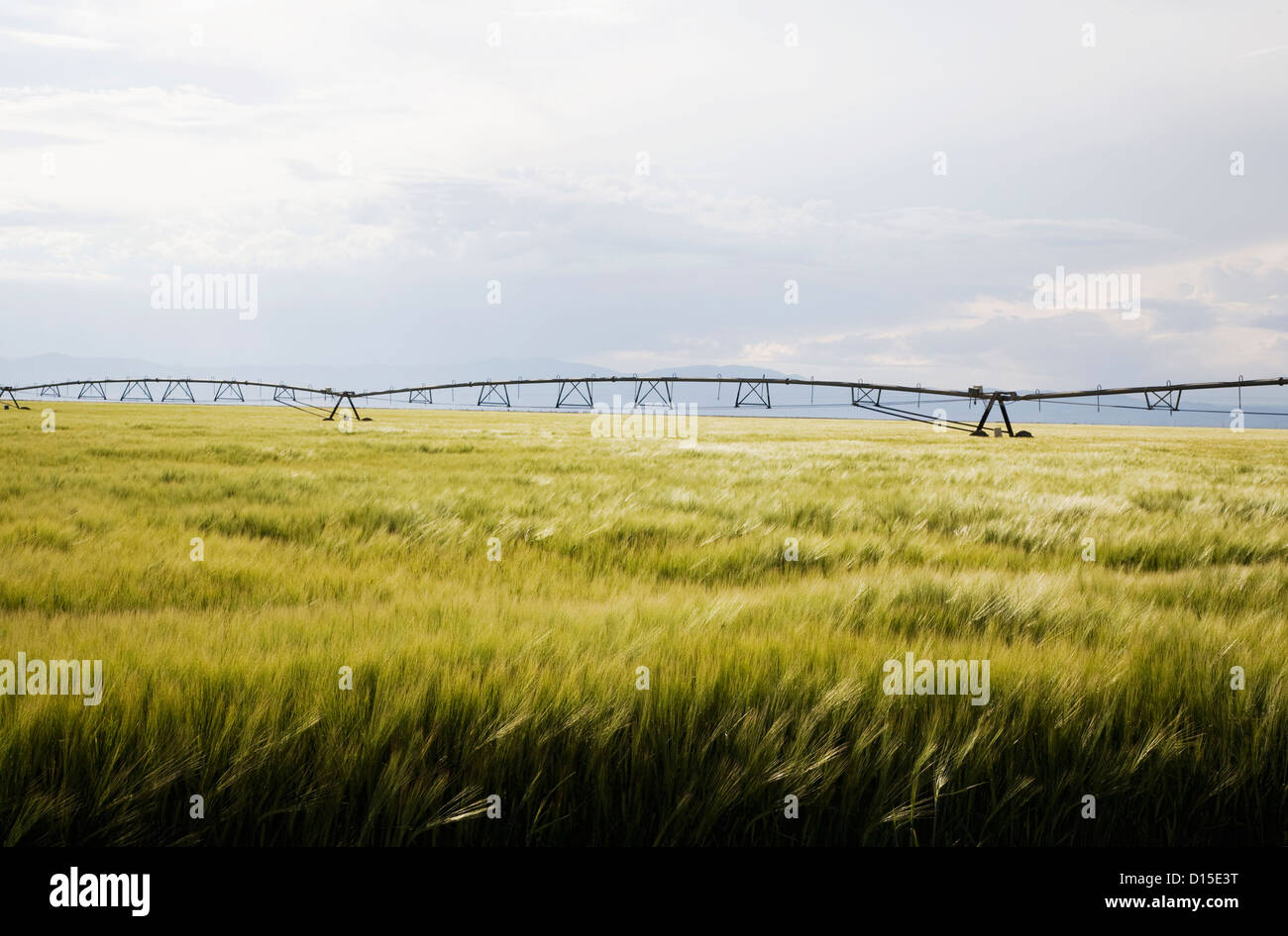 USA, Colorado, Barley field Stock Photo - Alamy