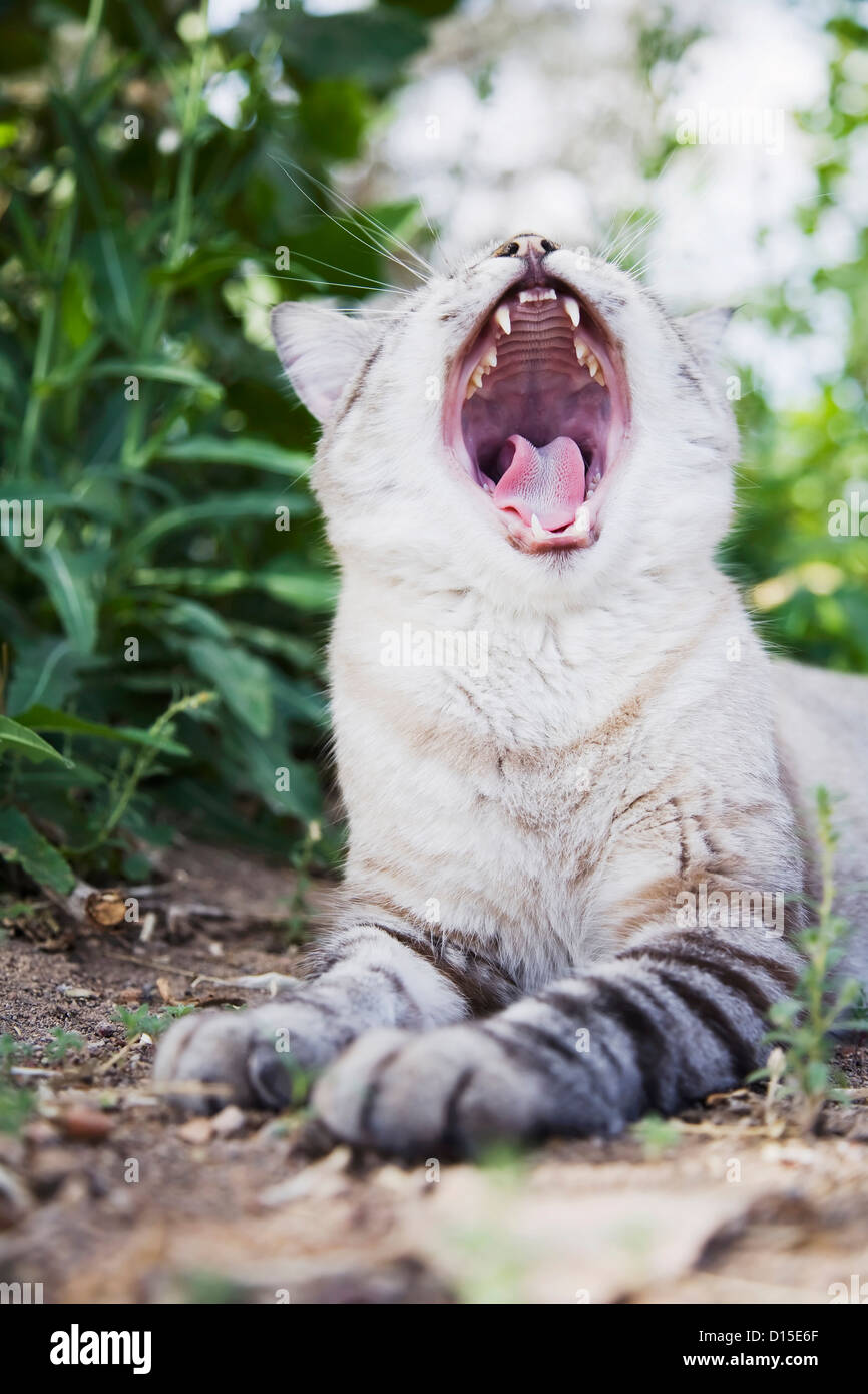 USA, Colorado, Cat yawning Stock Photo - Alamy