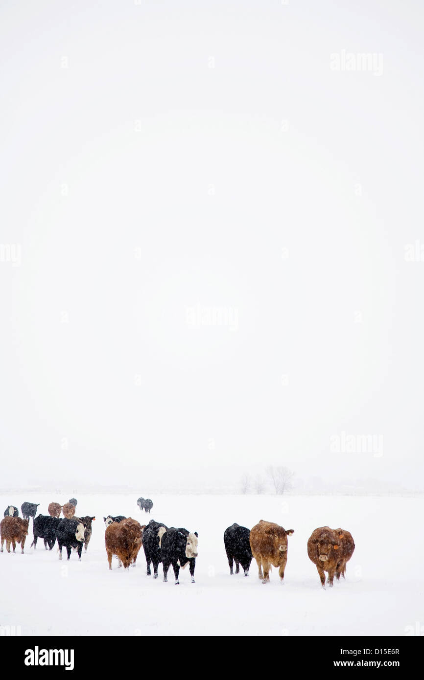 USA, Colorado, Cows walking in snow Stock Photo - Alamy
