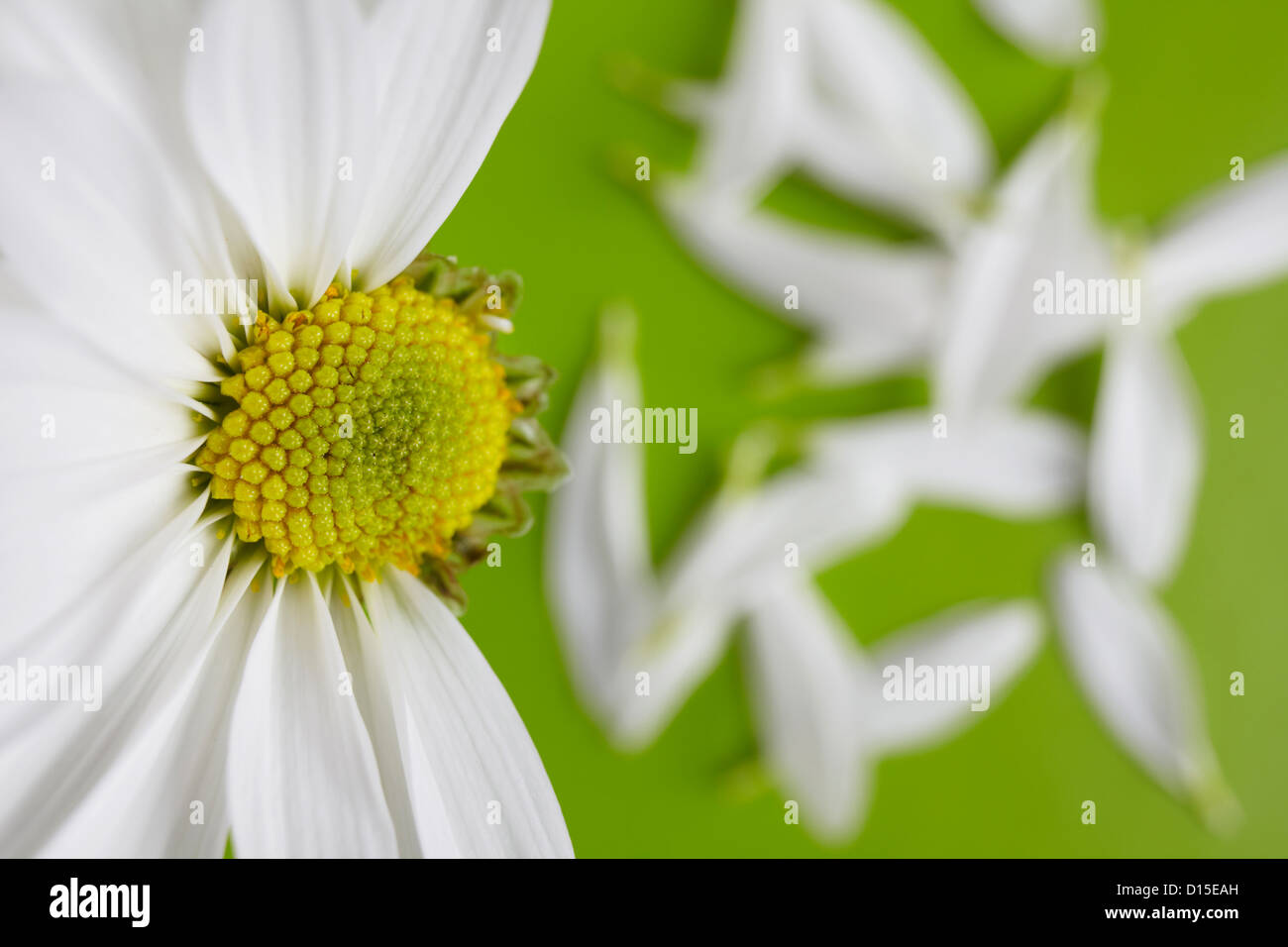 Close-up view of daisy flower head on green background Stock Photo - Alamy