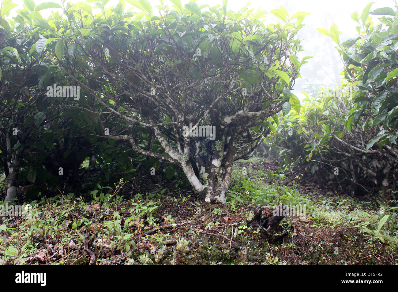 The shoot of a very old tea plant in a tea plantation Stock Photo - Alamy