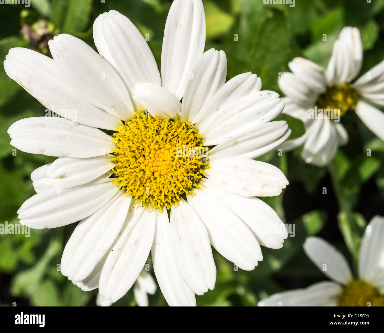 White daisy flower blooming in the garden Stock Photo - Alamy