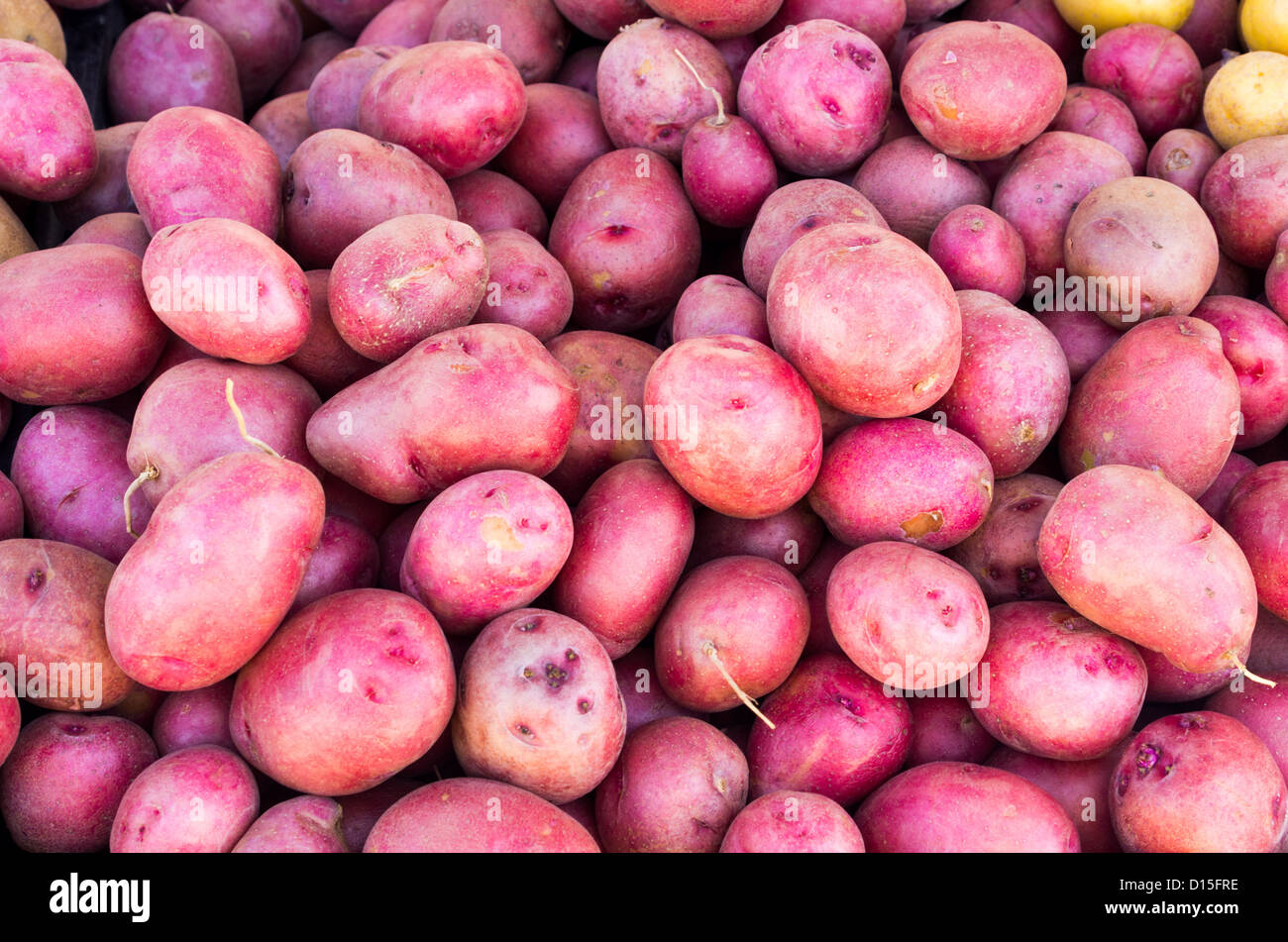 Freshly harvested red potatoes on display at the farmers market Stock ...