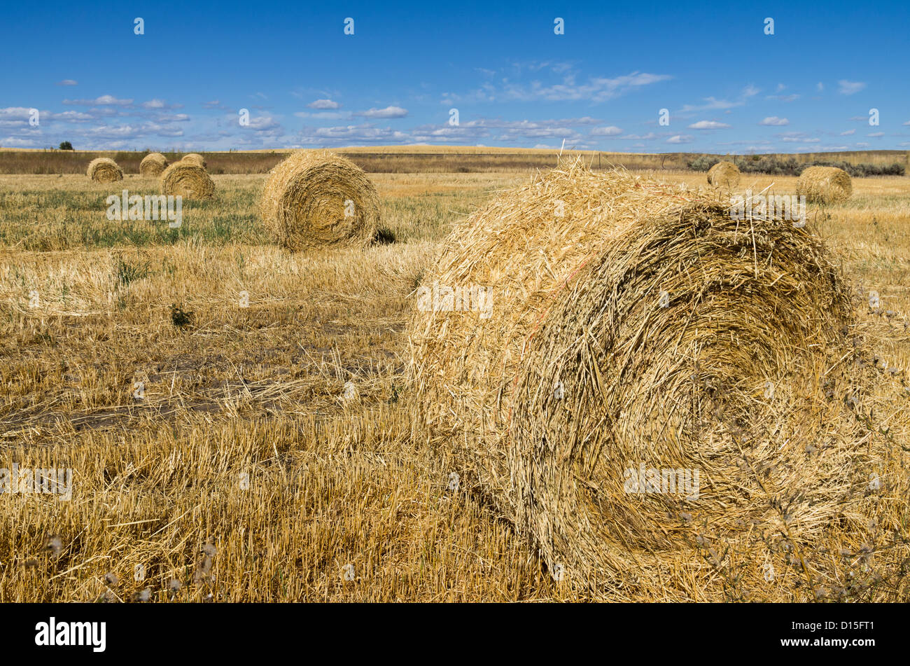 Bales of straw or hay in a dry field Stock Photo - Alamy