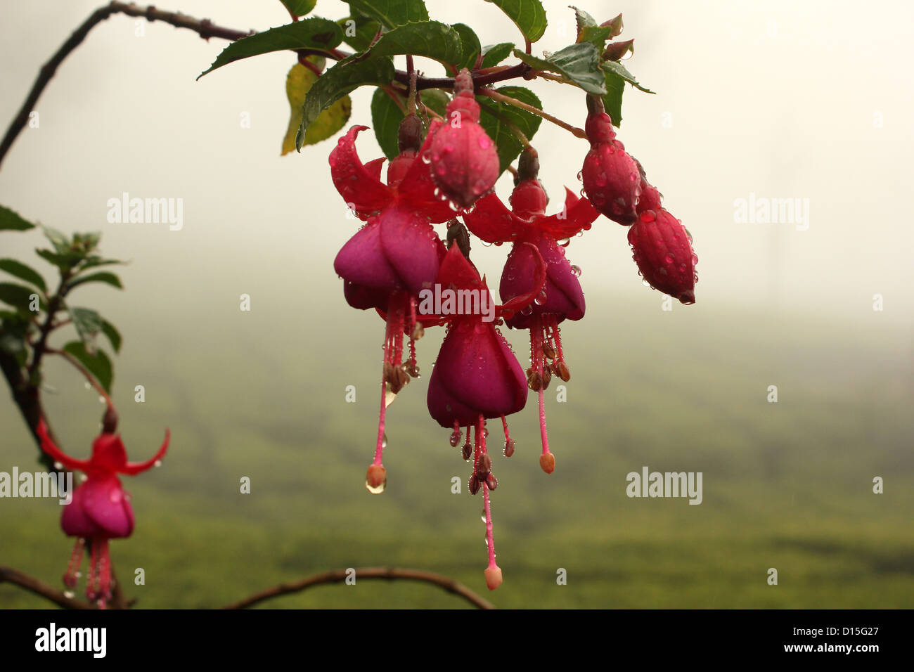 Fuchsia fuchsia triphylla hi-res stock photography and images - Alamy