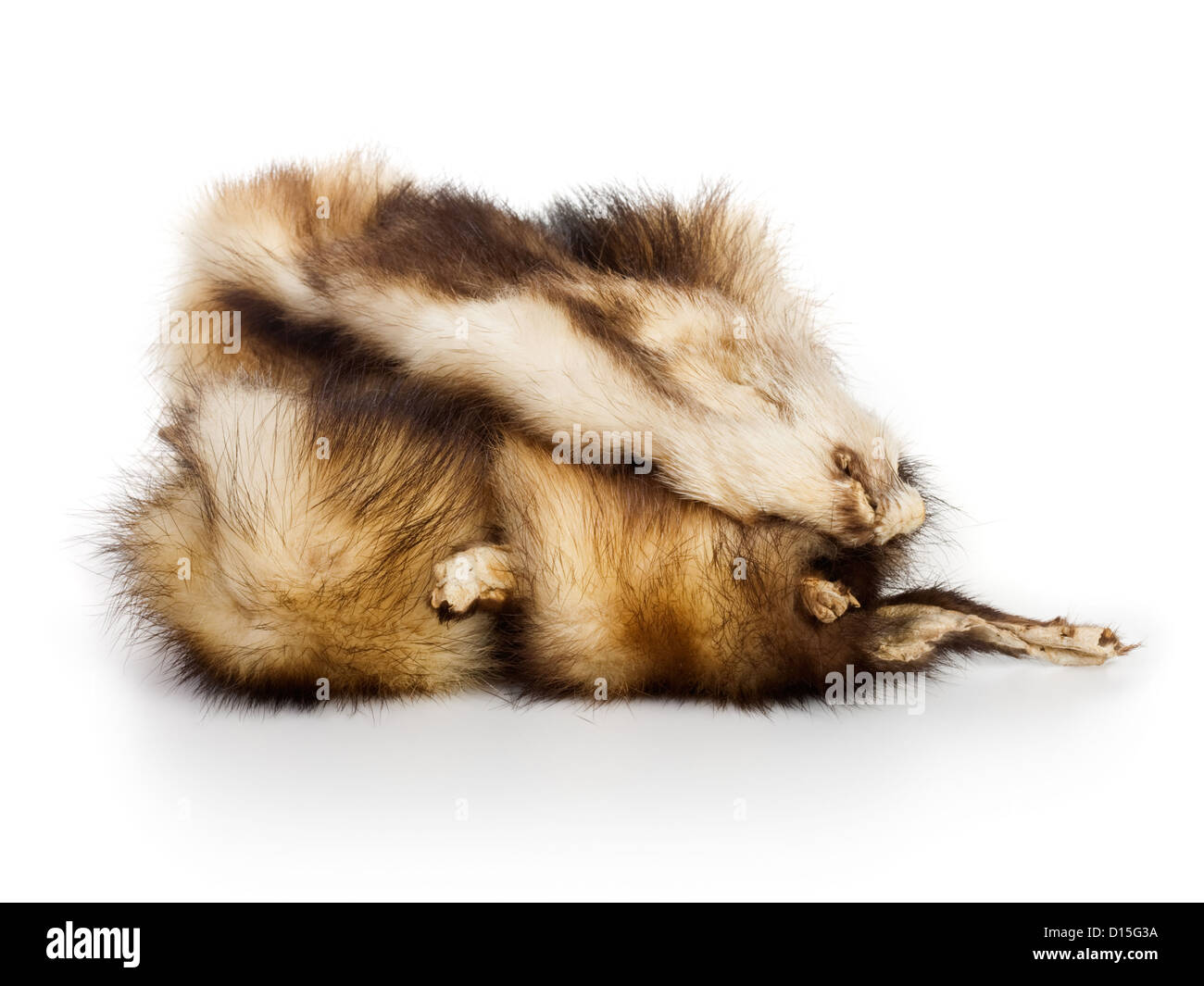Animal fur with head on white background Stock Photo - Alamy