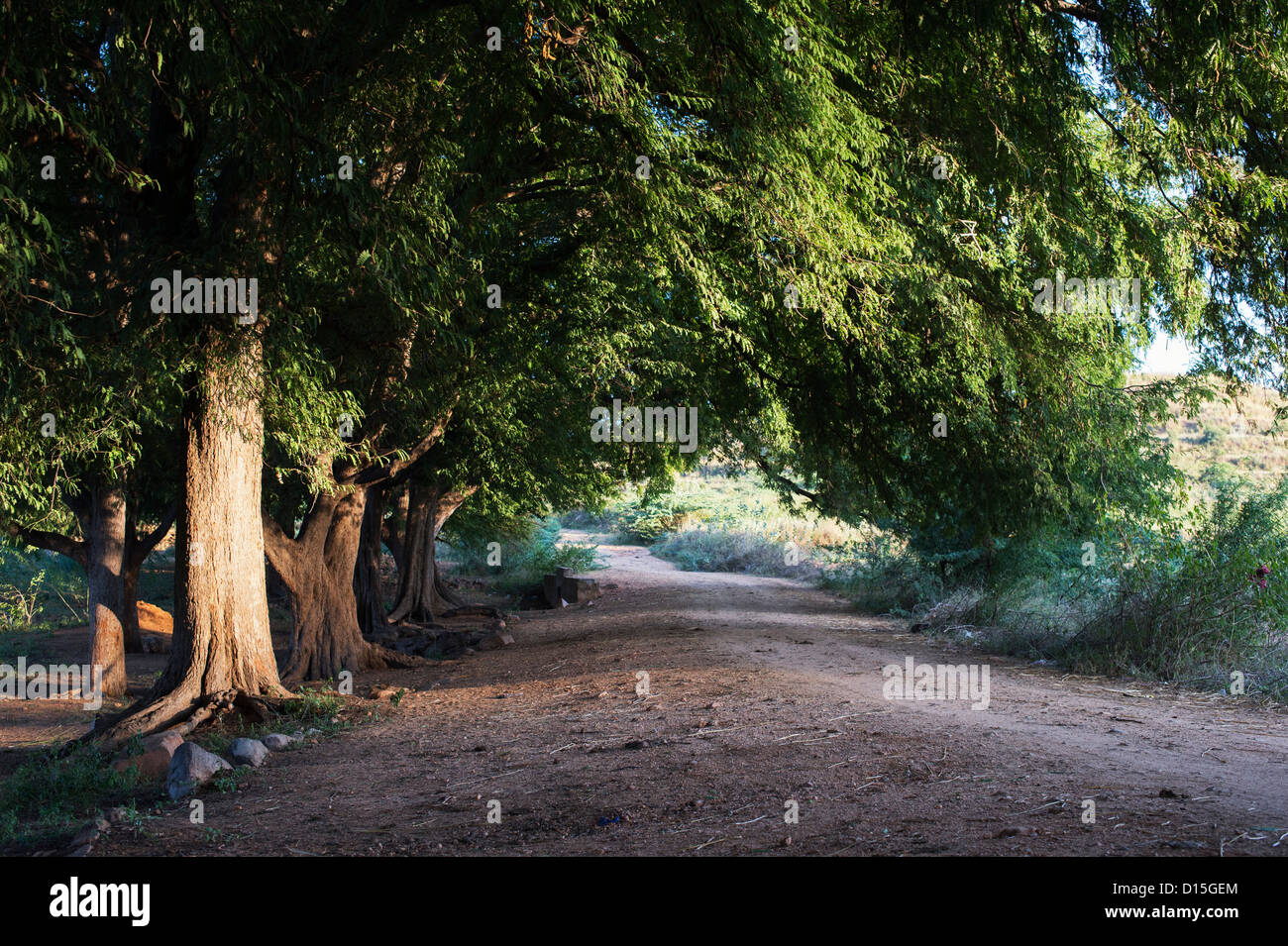 Indian trees hi-res stock photography and images - Alamy