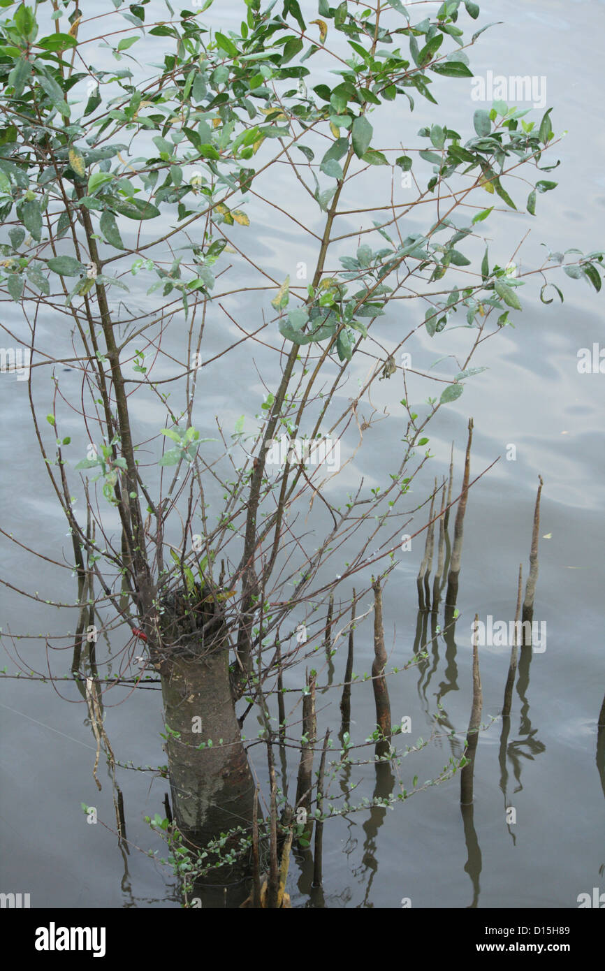 mangrove plants with pencil roots sticking out from water Stock Photo ...