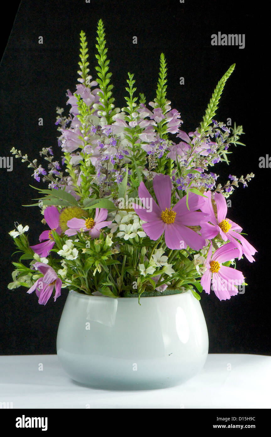 Cosmos Flower In Pot High Resolution Stock Photography and Images - Alamy