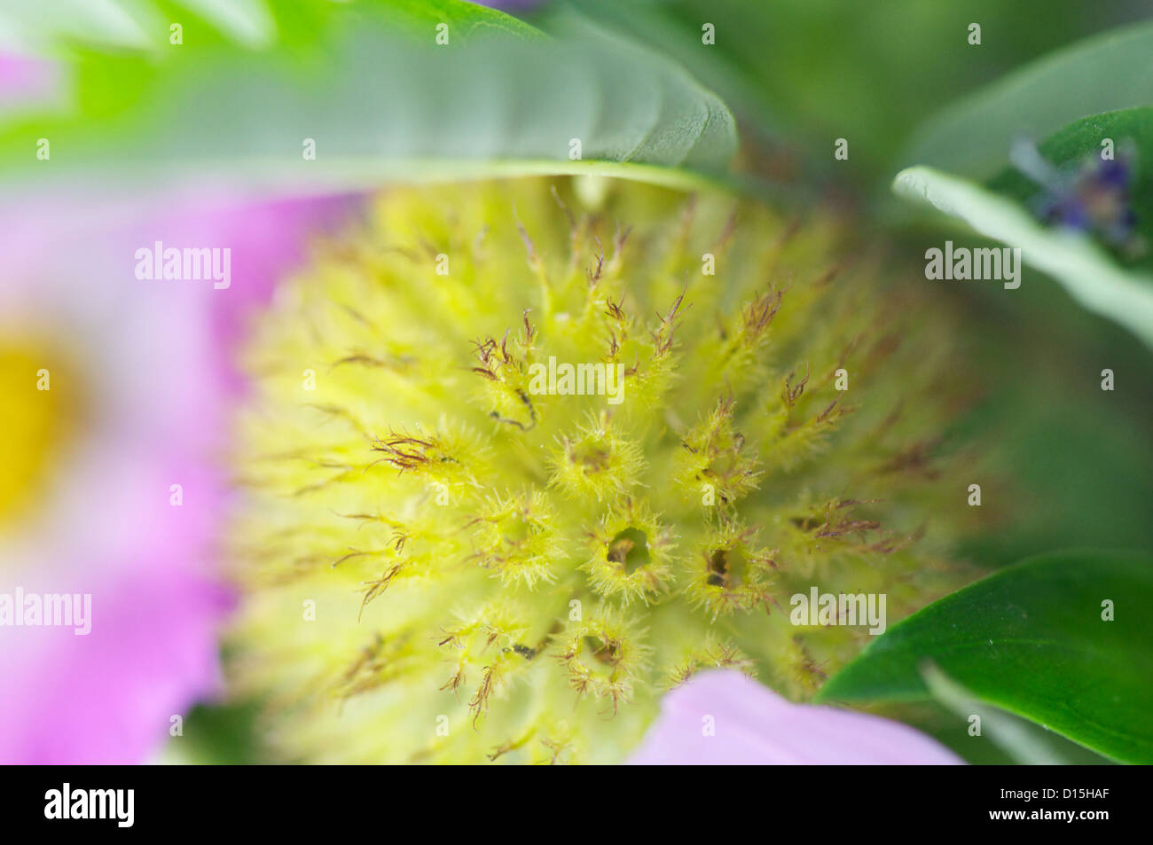 green daisy fruit full of stabs surrounded Stock Photo - Alamy