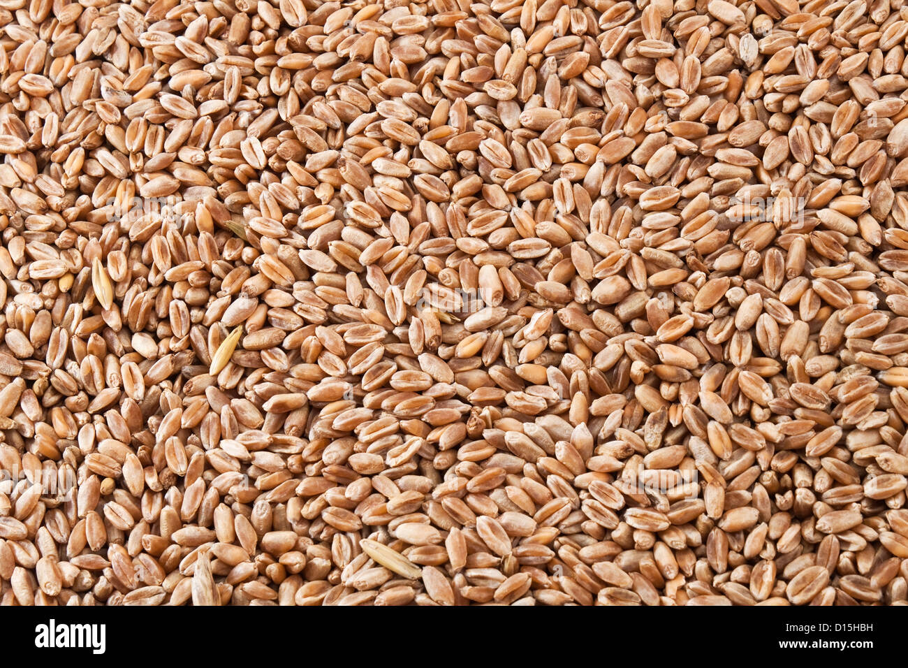 Wheat pattern or background Stock Photo - Alamy