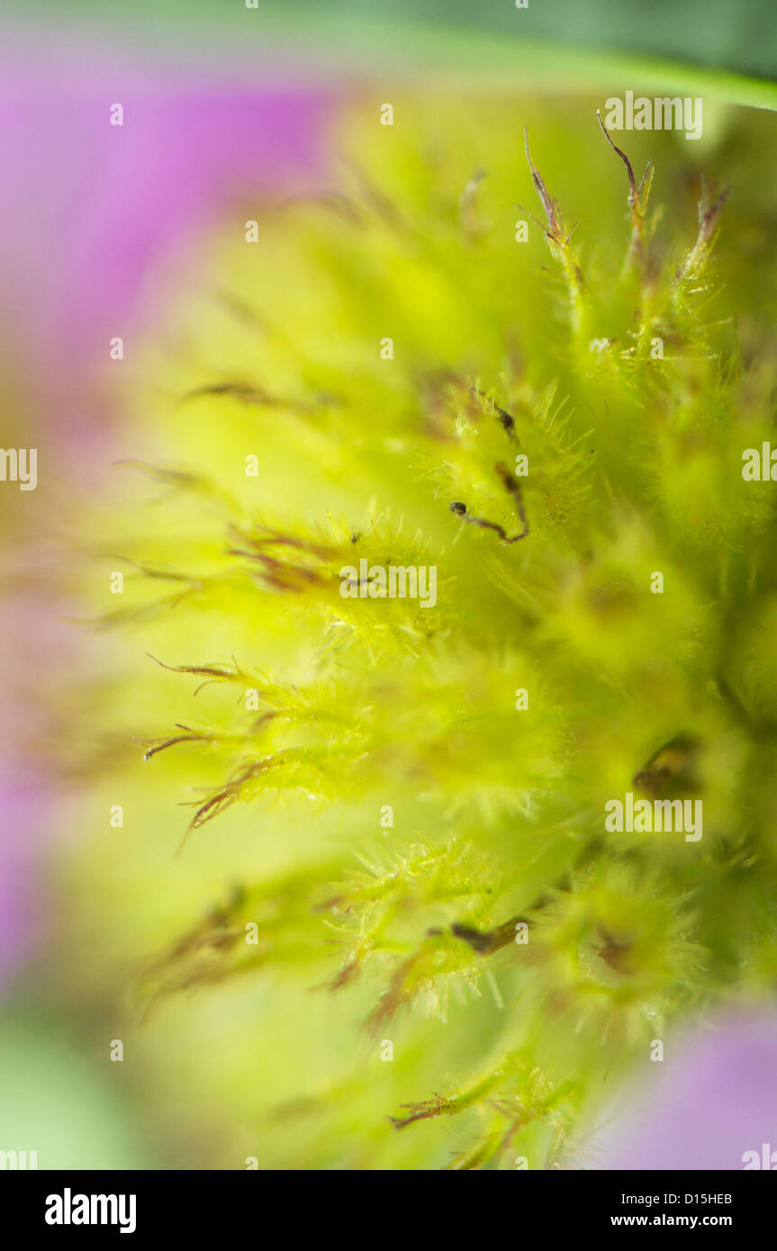 green daisy fruit full of stabs surrounded Stock Photo - Alamy