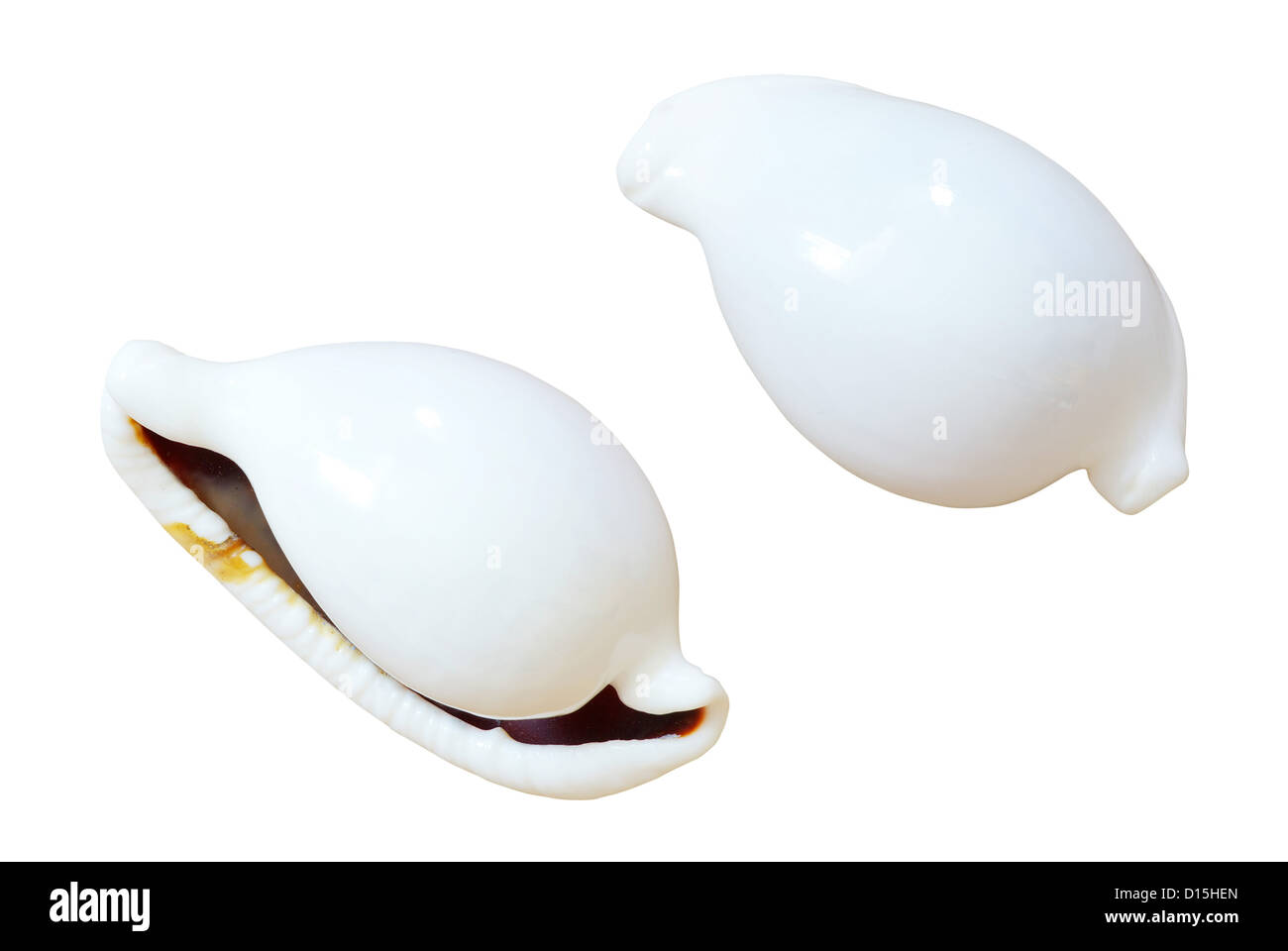 Sea shell isolated on white background Stock Photo - Alamy