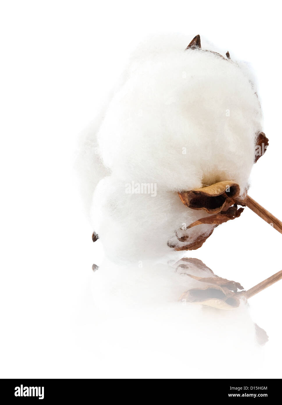 Elegant soft cotton isolated on white background Stock Photo - Alamy