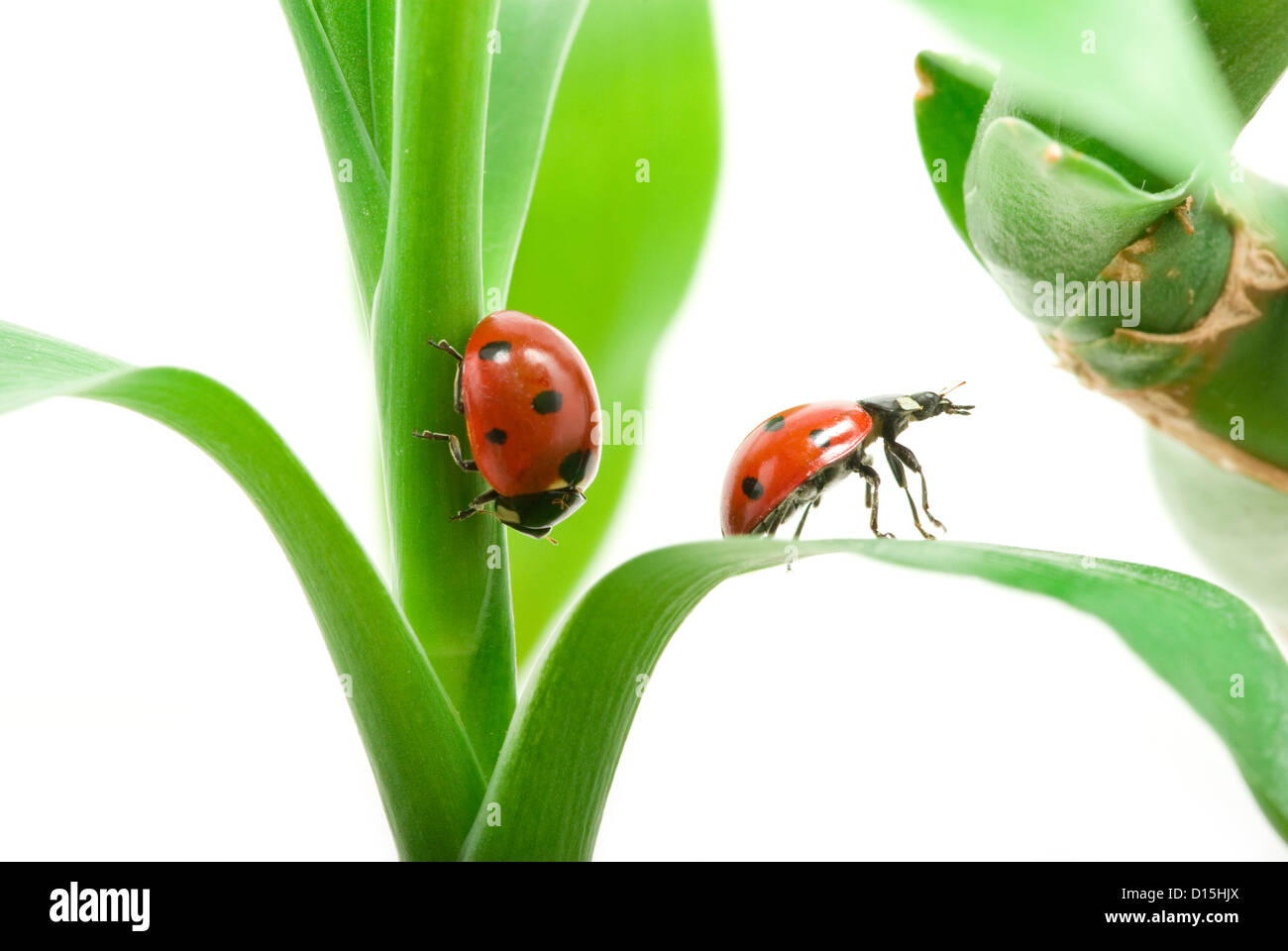 red ladybug on green grass isolated Stock Photo - Alamy