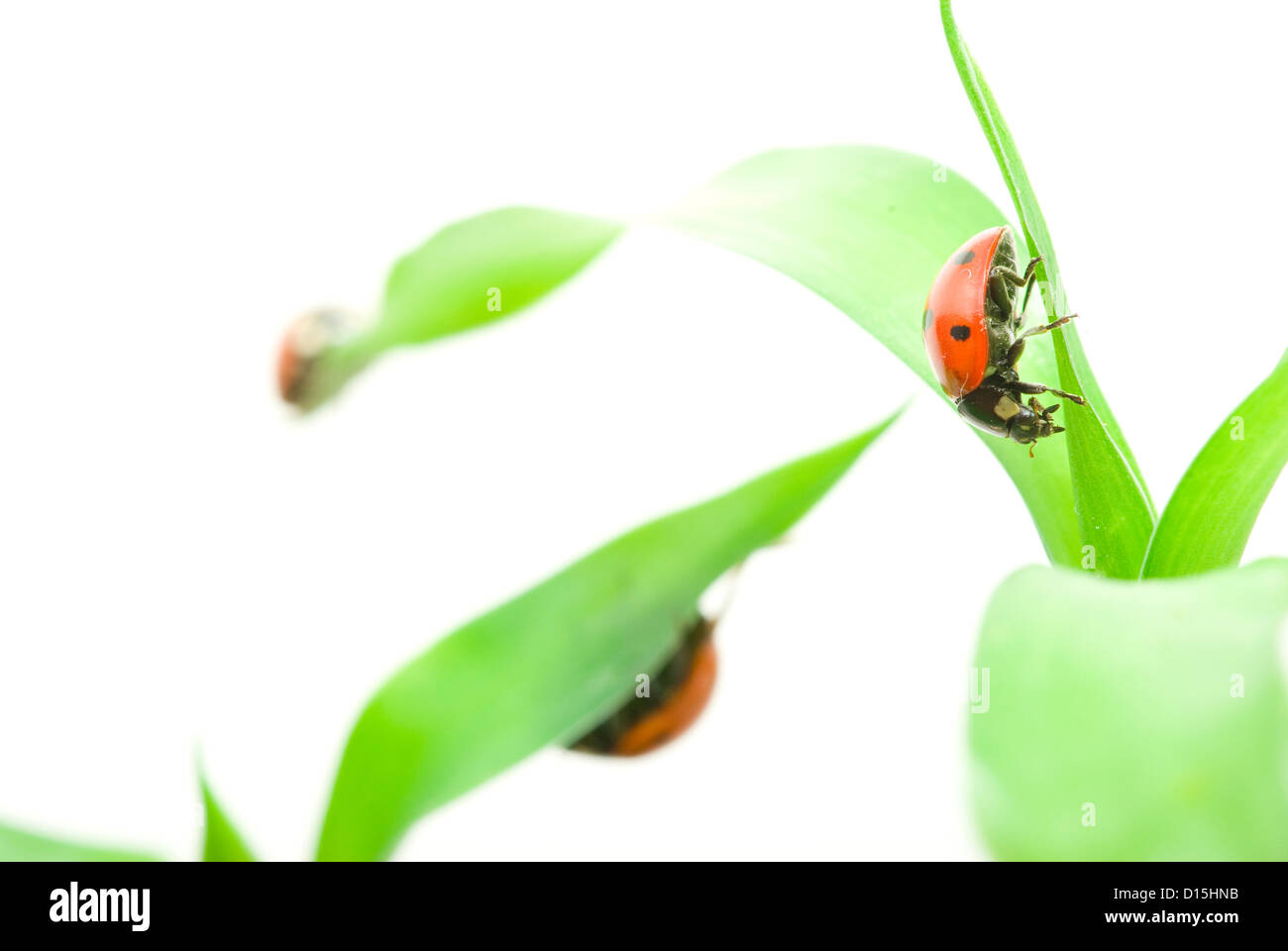 red ladybug on green grass isolated on white Stock Photo - Alamy