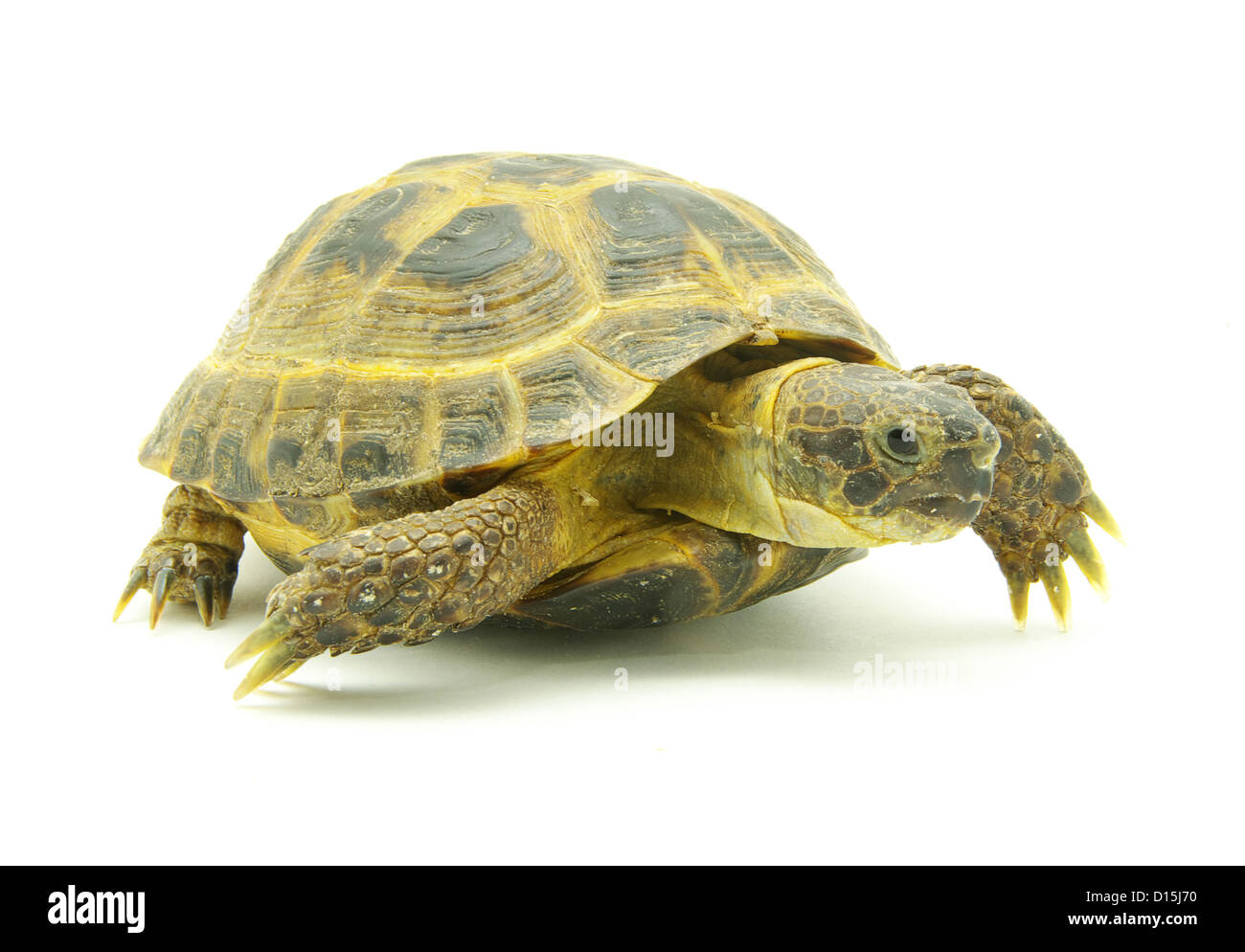 Turtle scale hi-res stock photography and images - Alamy
