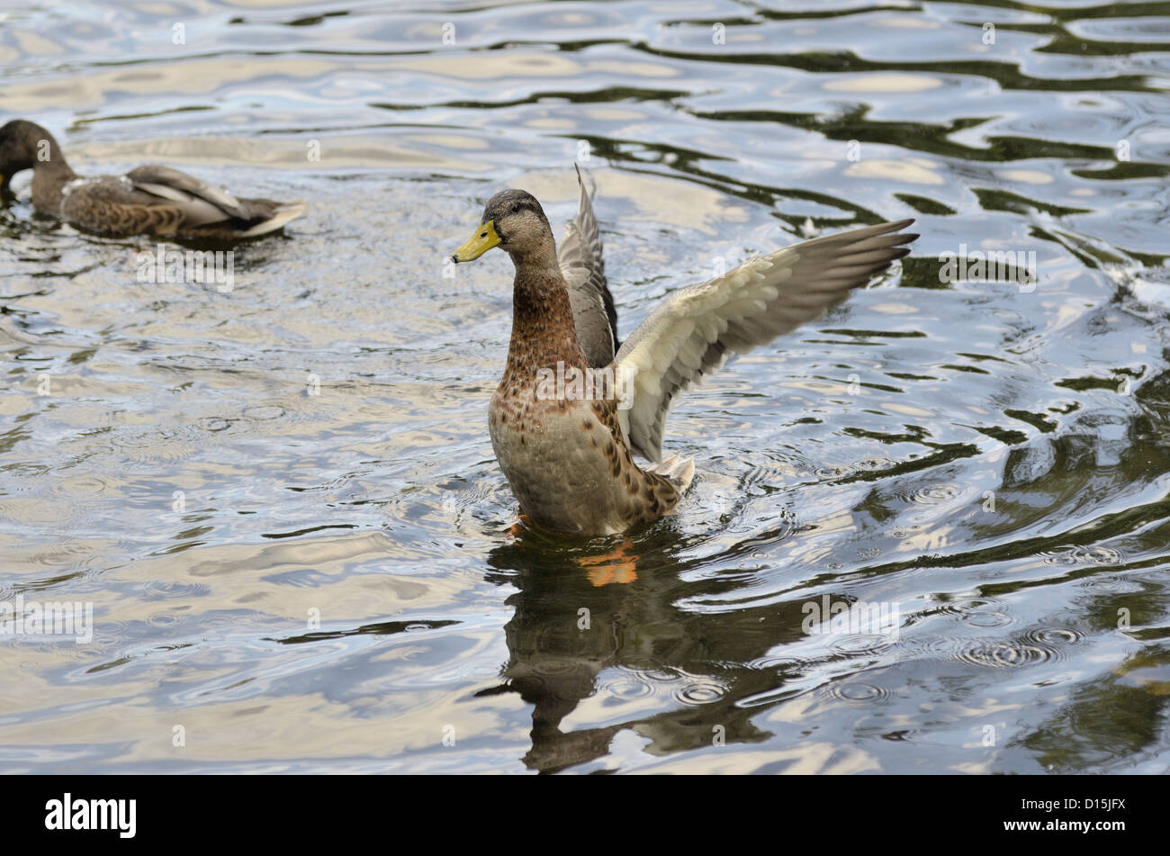 A beautiful duck swimming in a pole Stock Photo - Alamy