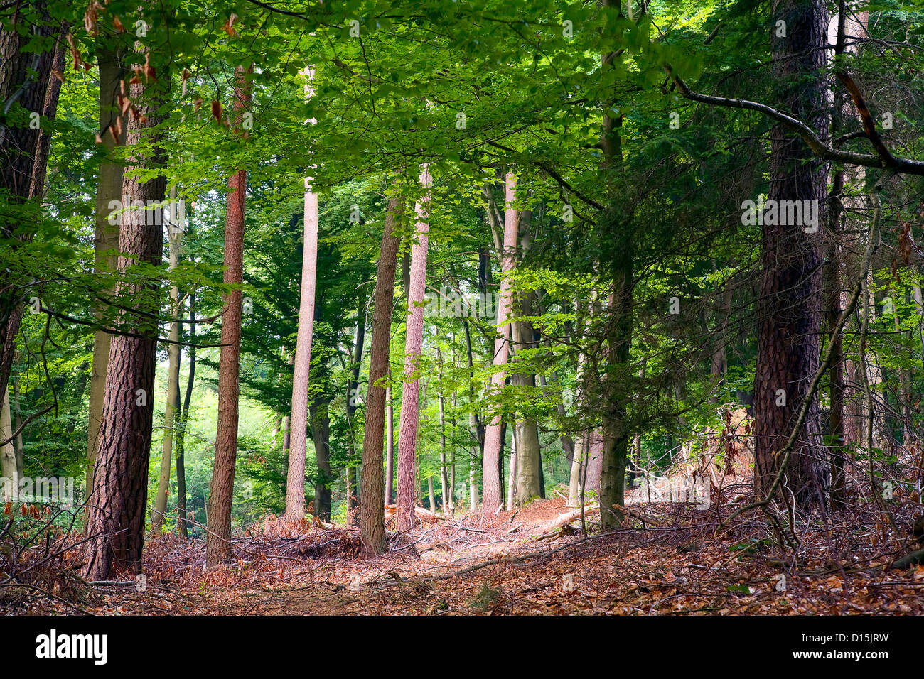 The mixed forest (beech,spruce,pine and oak) in a sunny day, spring, by ...