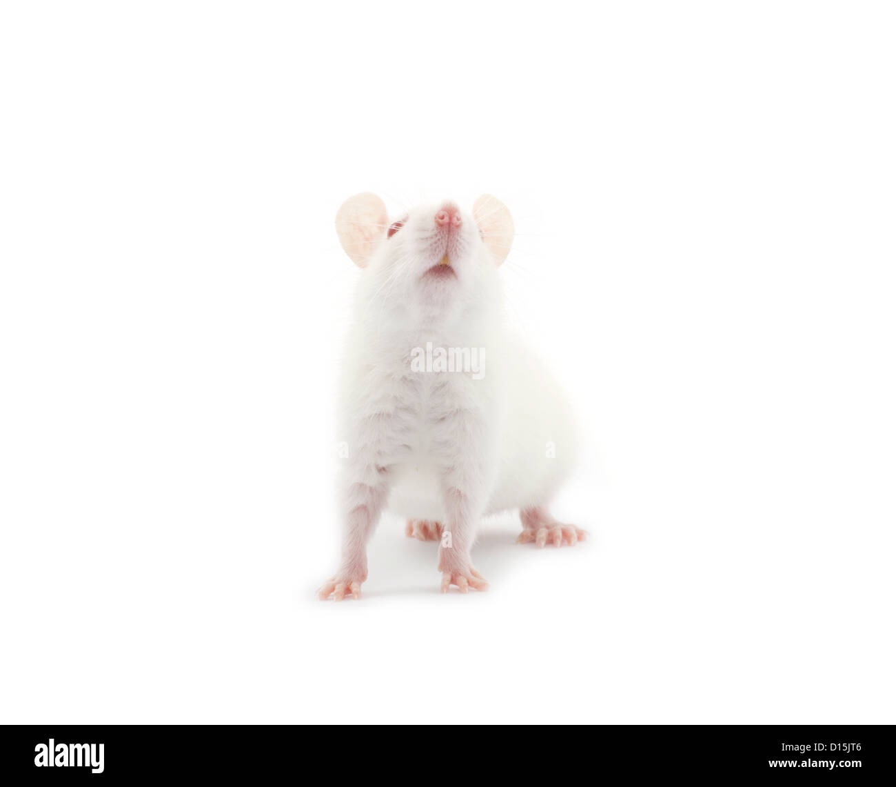 white rat isolated on white background Stock Photo - Alamy