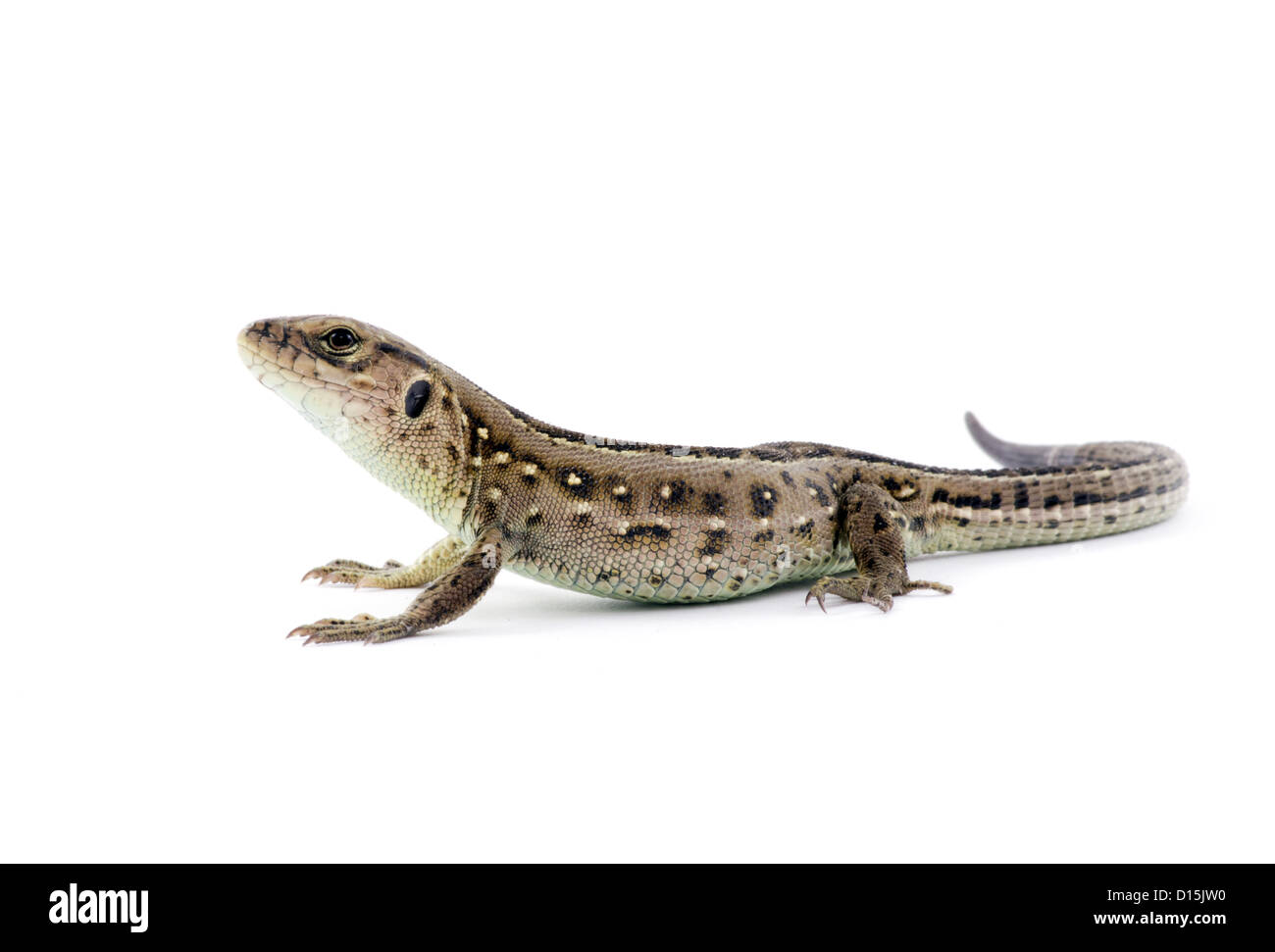Small lizard isolated on white Stock Photo - Alamy