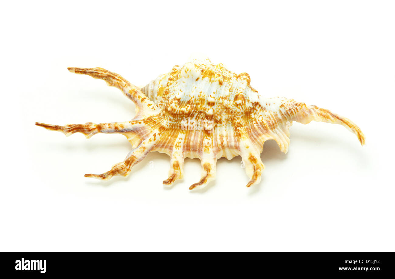 Sea shell isolated on white background Stock Photo - Alamy