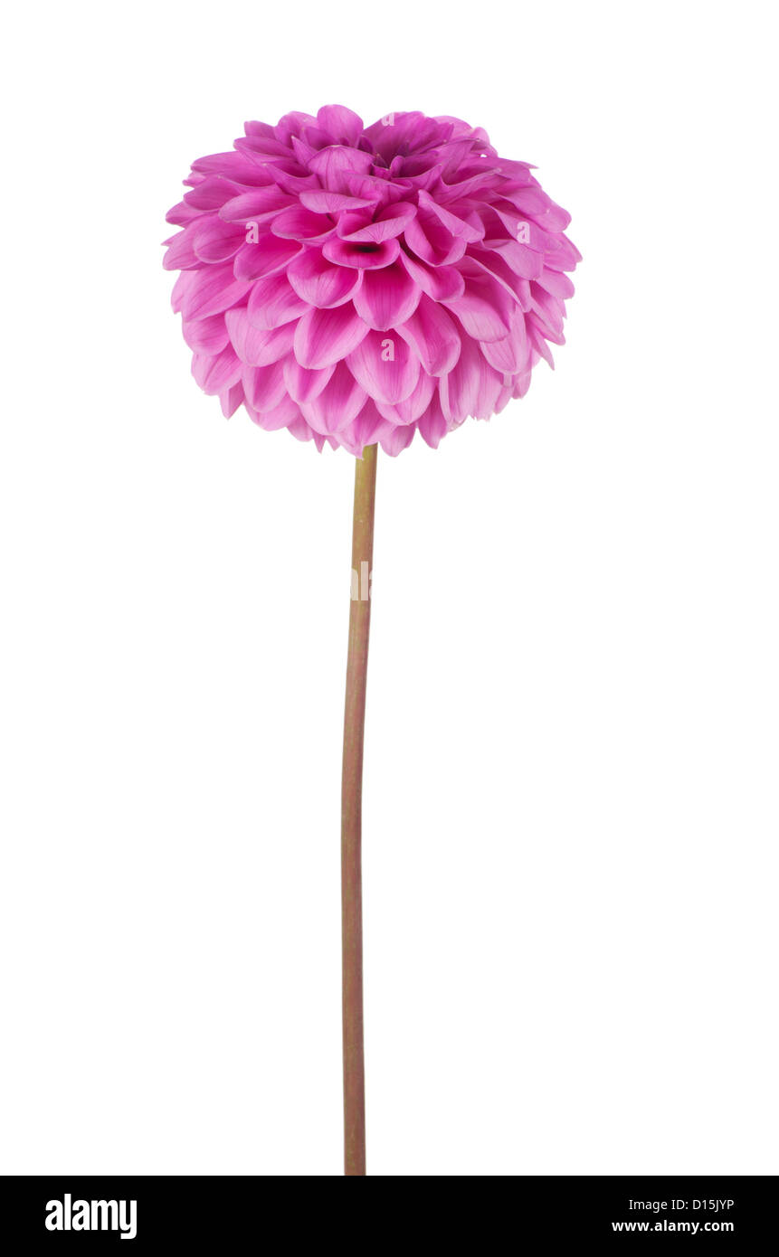 Dahlia single flower on Cut Out Stock Images & Pictures - Alamy