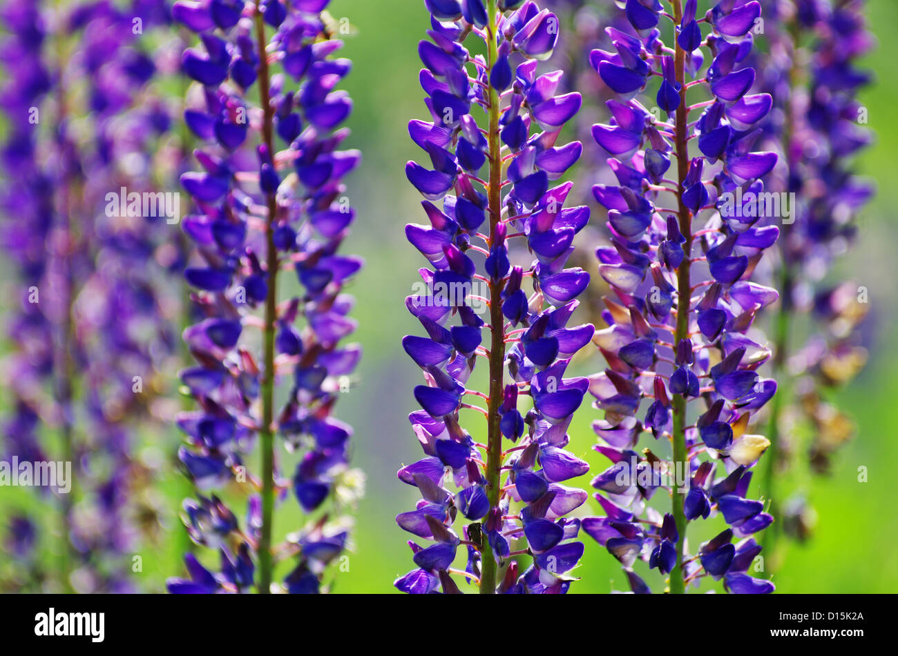 Spring flower texture hi-res stock photography and images - Alamy
