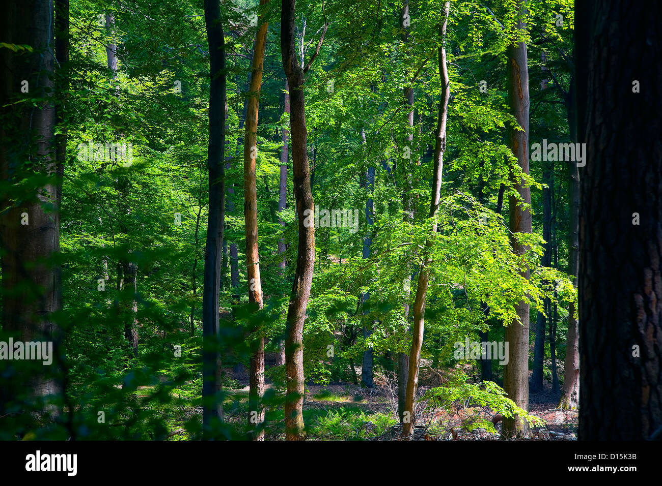 The mixed forest (beech,spruce,pine and oak) in a sunny day, spring, by ...
