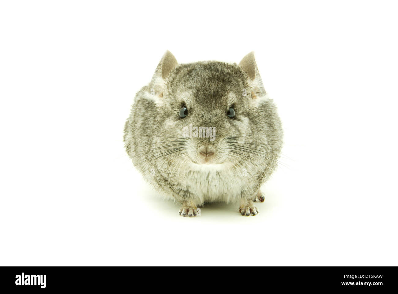 gray chinchilla isolated on white Stock Photo - Alamy