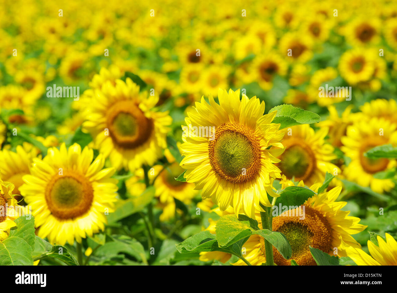 Cheery yellow bloom hi-res stock photography and images - Alamy