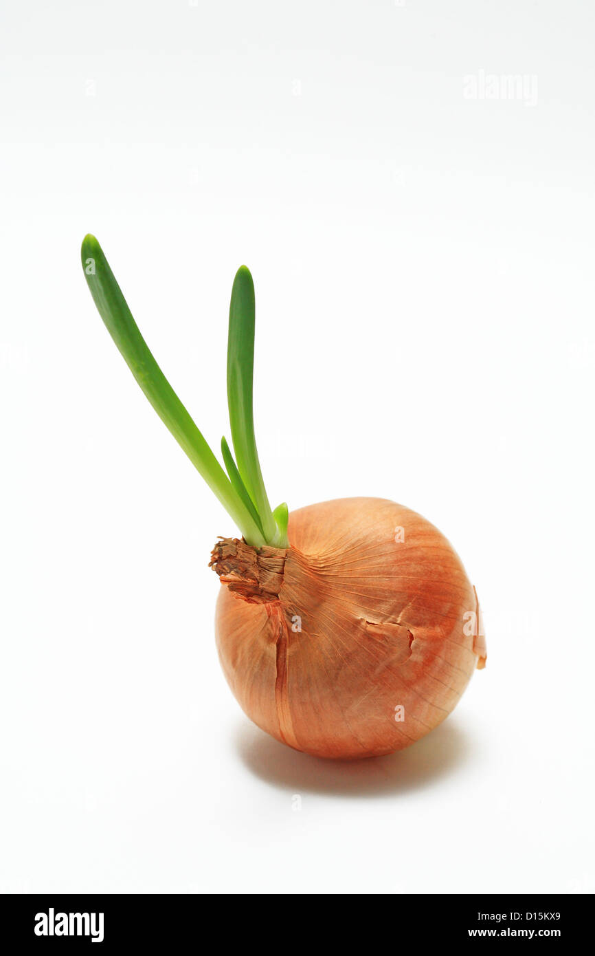 Onion with sprout Stock Photo - Alamy