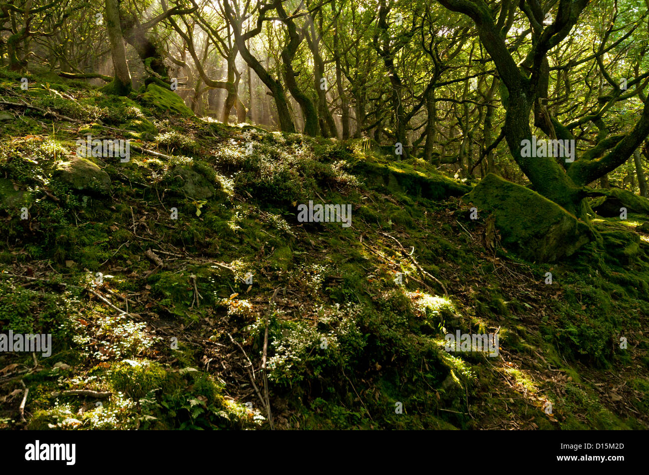 Sun light beams through the wood canopy of Priddock Wood near Ladybower ...