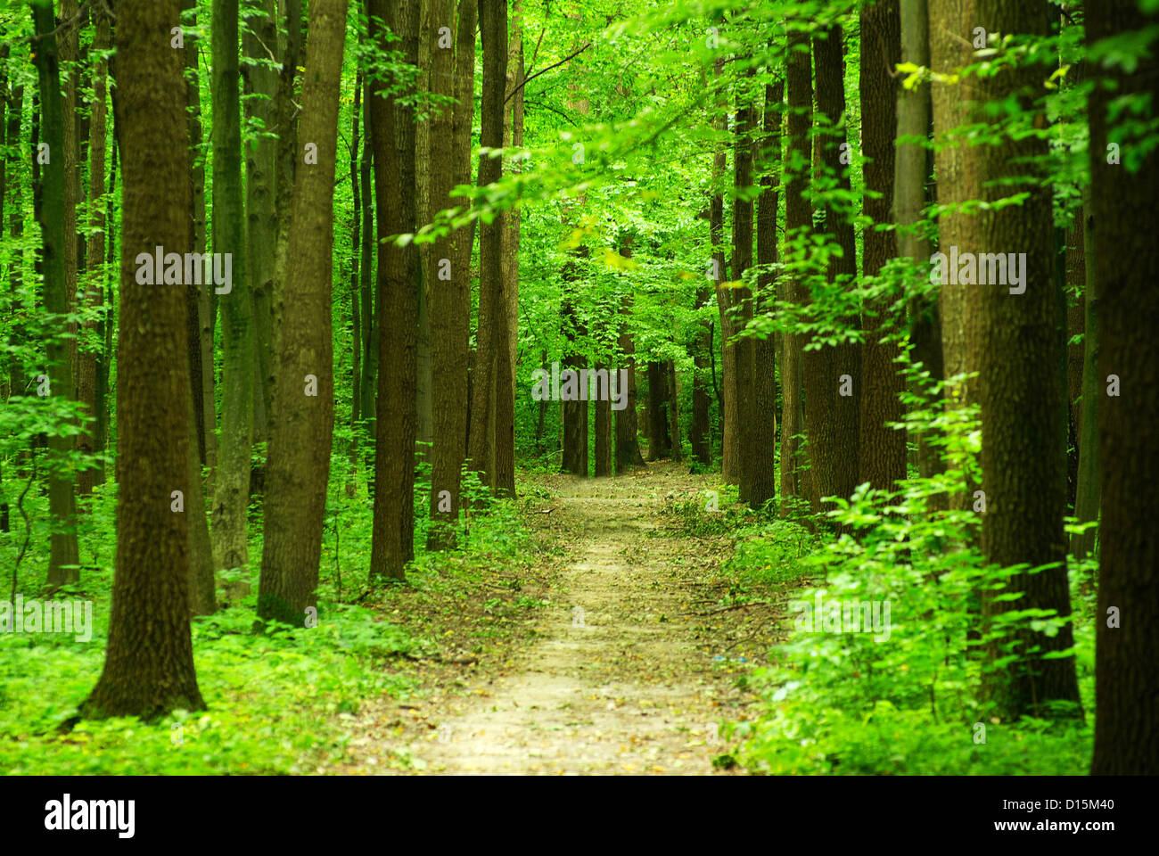 a path is in the green forest Stock Photo - Alamy