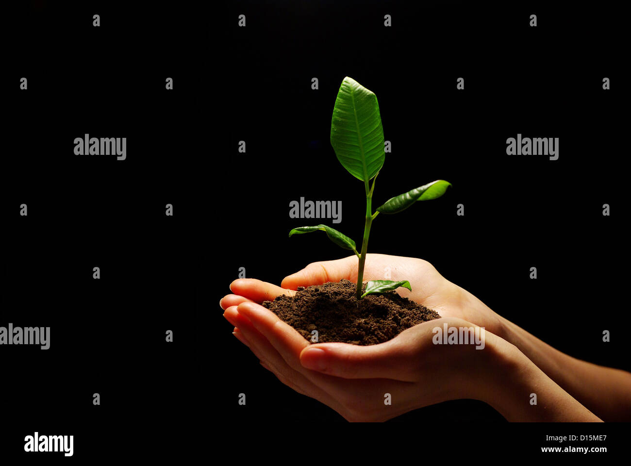Hands holding sapling in soil Stock Photo - Alamy