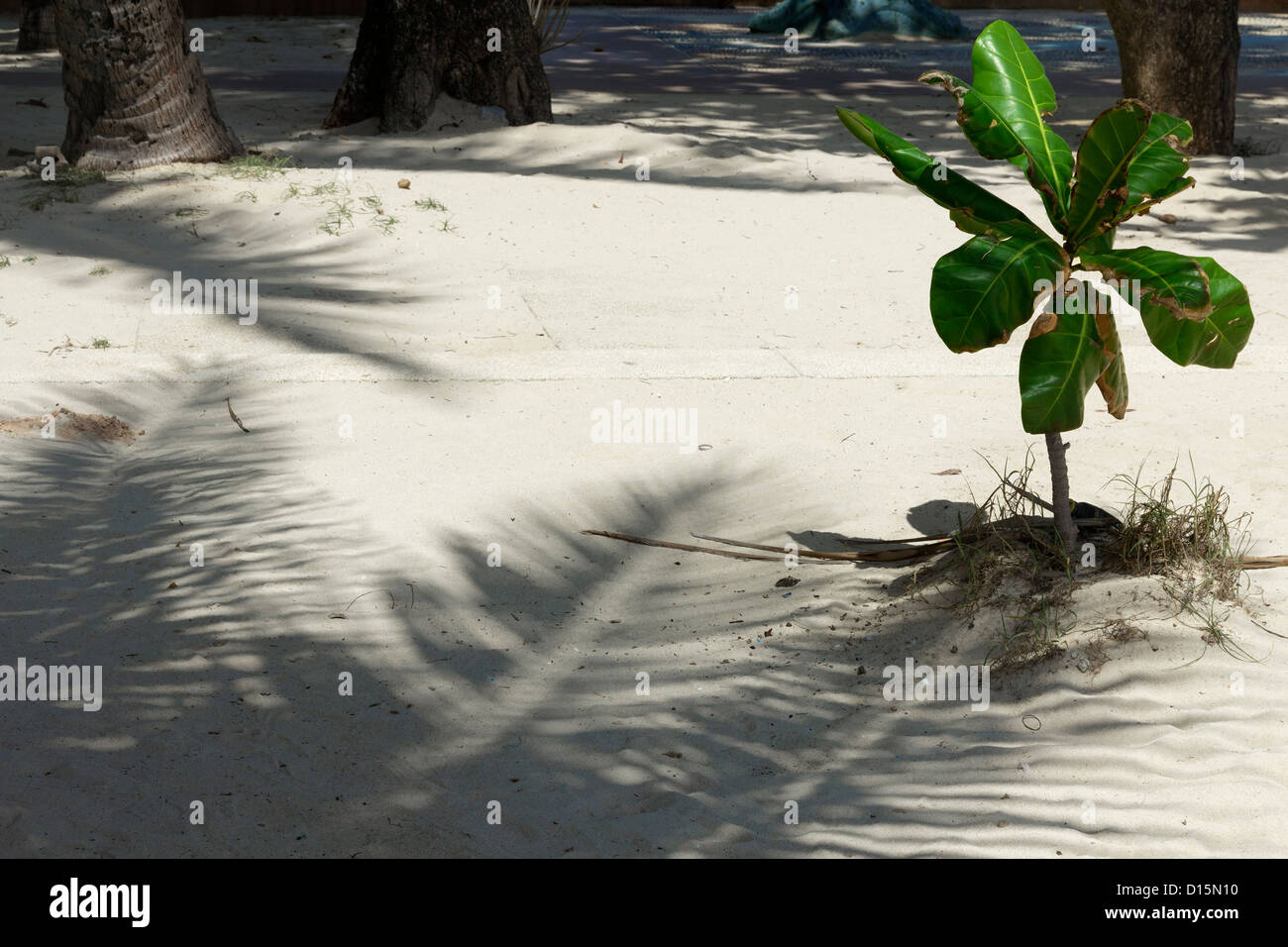 Small palm tree hi-res stock photography and images - Alamy