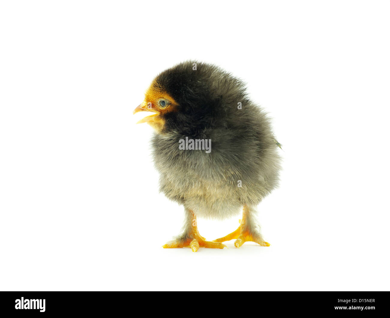 Cute little baby chicken isolated on white background Stock Photo - Alamy