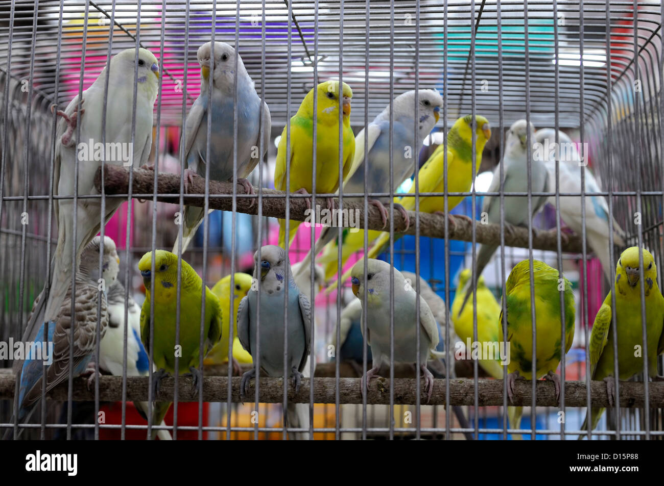 Caged birds sale market stall hi-res stock photography and images - Alamy