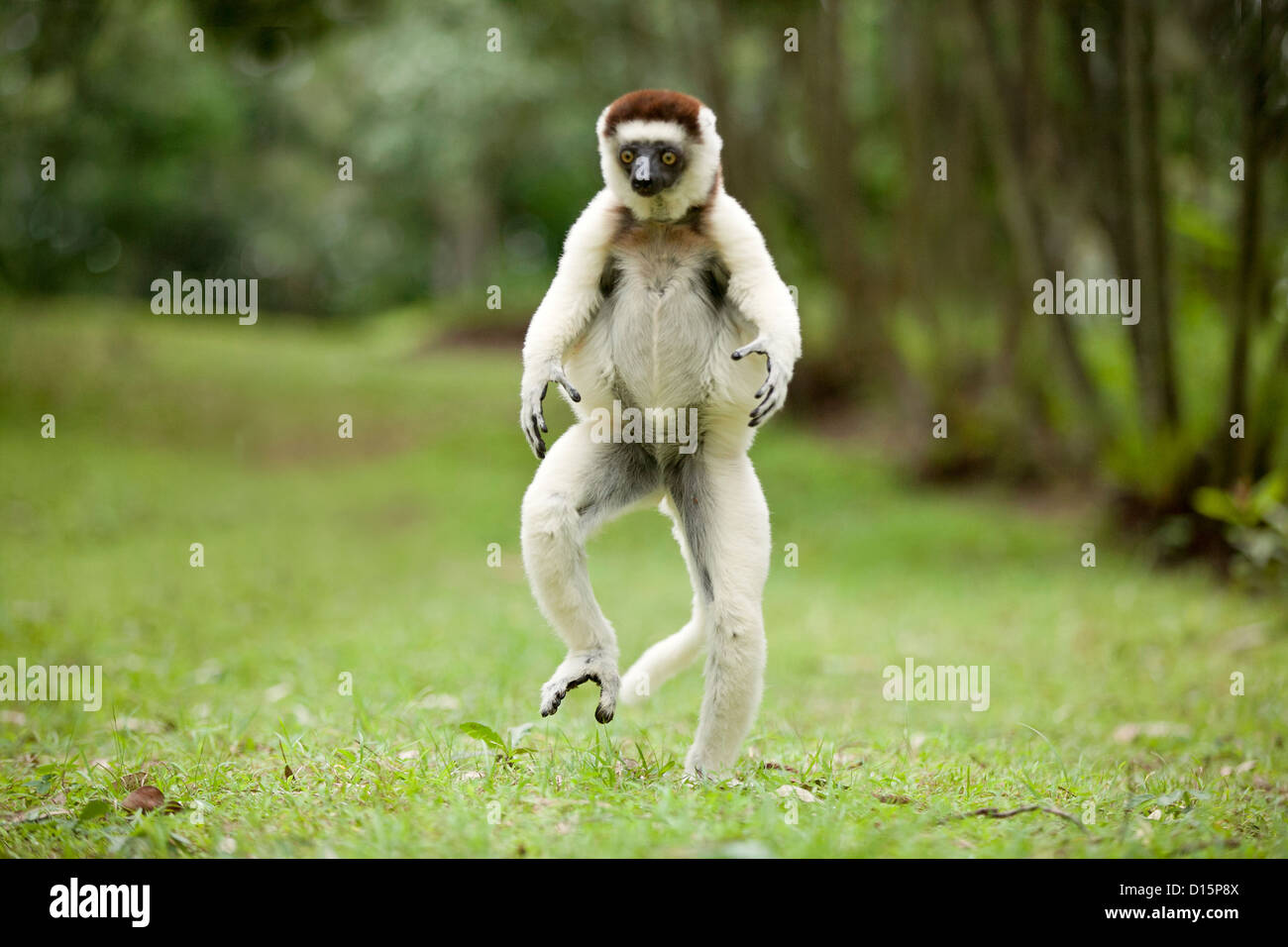 Verreauxs sifaka white sifaka propithecus hi-res stock photography and ...