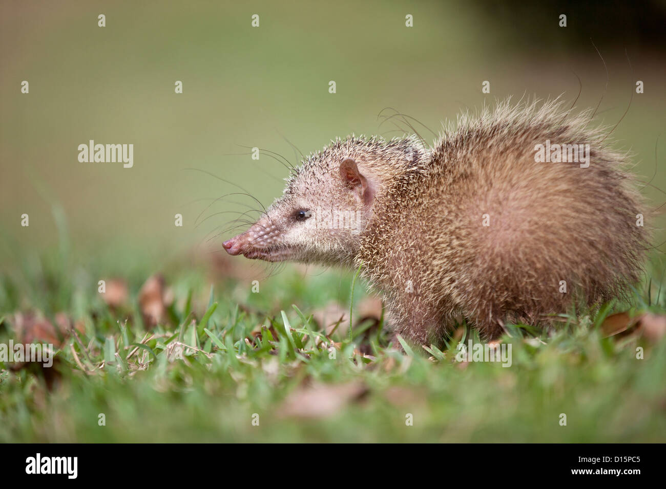Tenrec ecaudatus, tenrec eating worms Stock Photo - Alamy