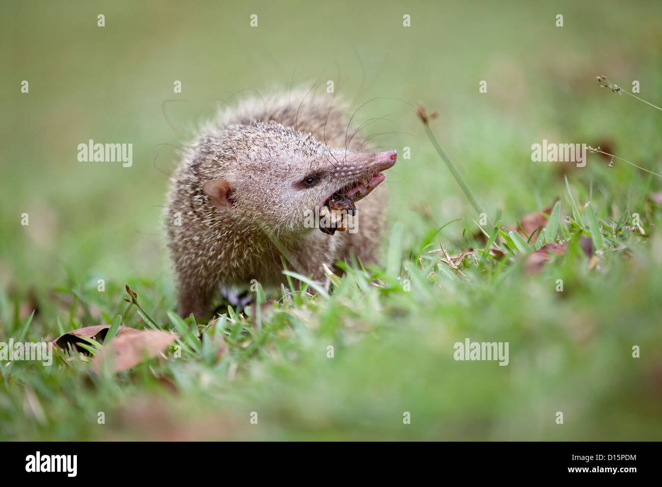 Tenrec Ecaudatus High Resolution Stock Photography and Images - Alamy